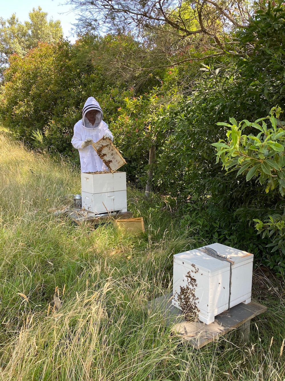 FEBRUARY BEE UPDATE – Apiary Made